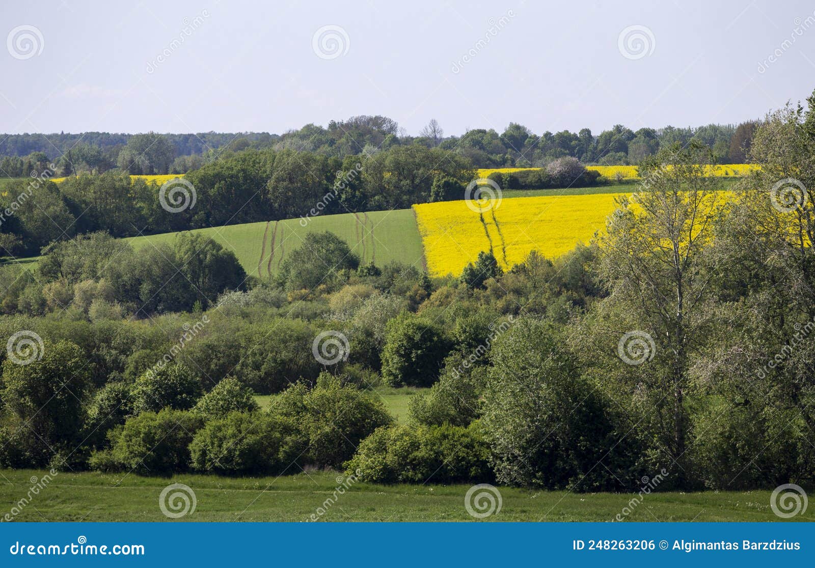 Landscape with Many Trees and Fields of with Blue Sky in Spring Stock ...