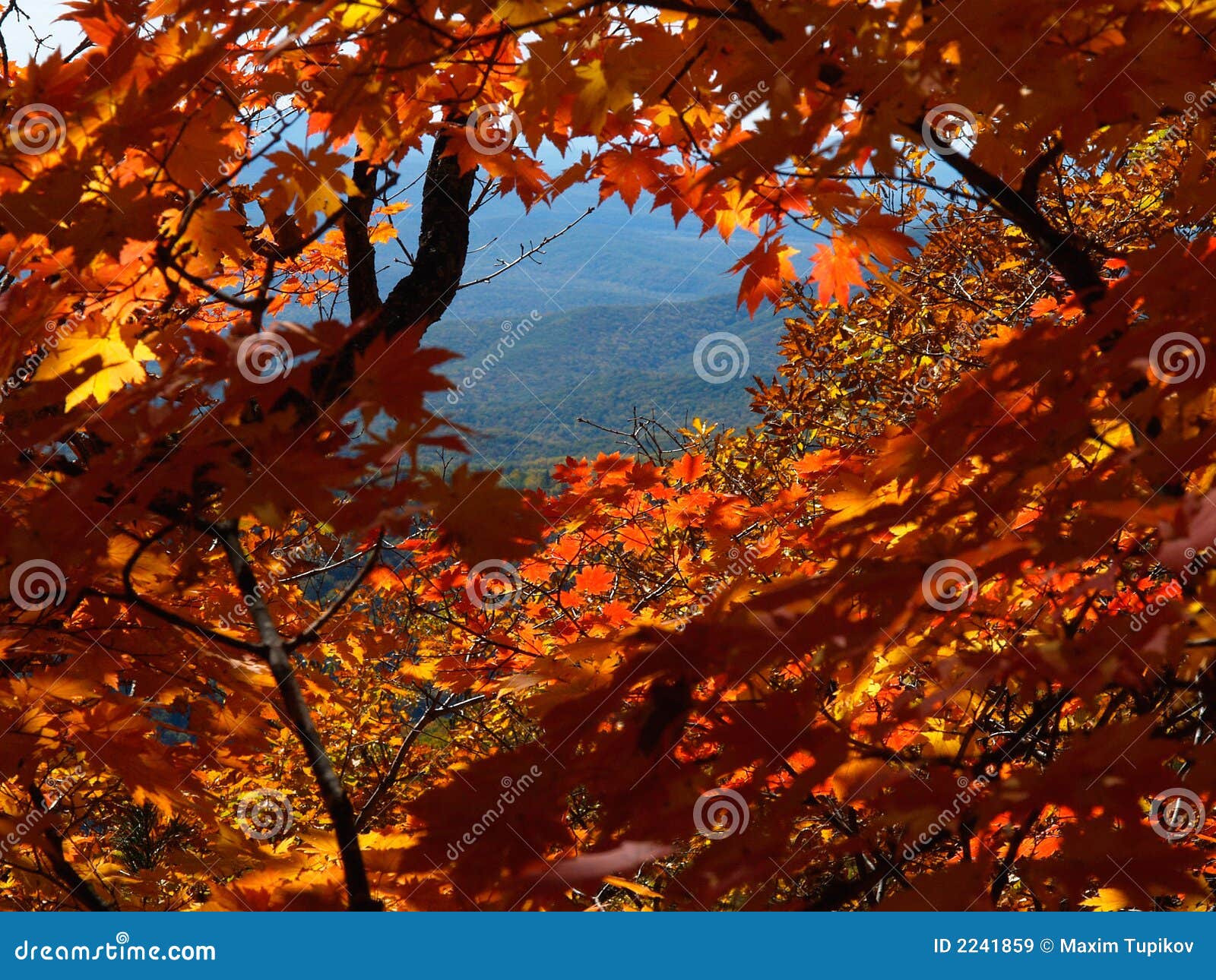 Landscape of maple forest stock image. Image of closeup - 2241859