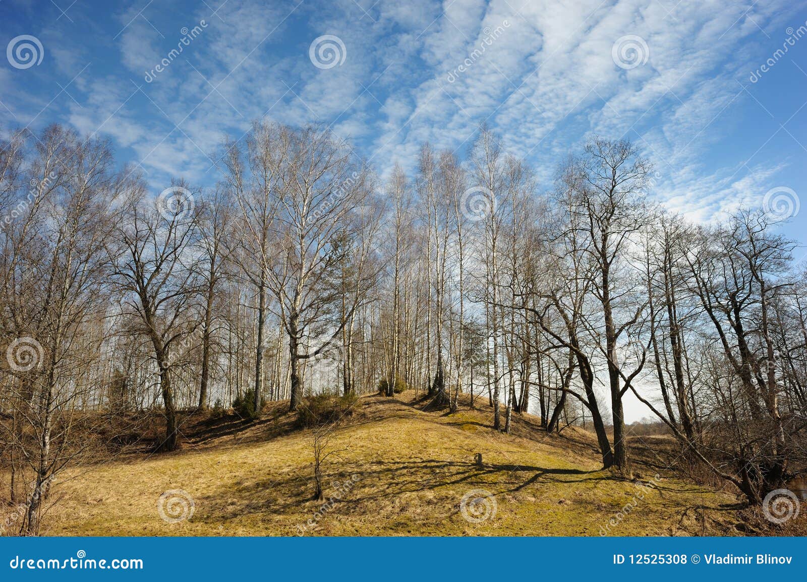 Landscape in March stock photo. Image of rustic, forest - 12525308