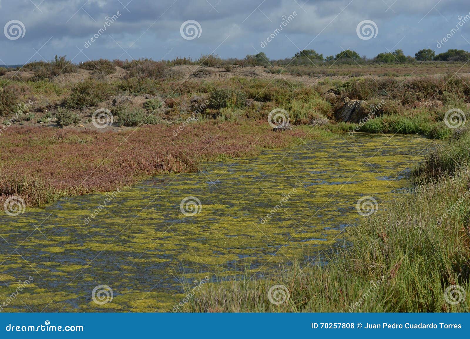 Landscape marsh stock photo. Image of tundra, marshes - 70257808