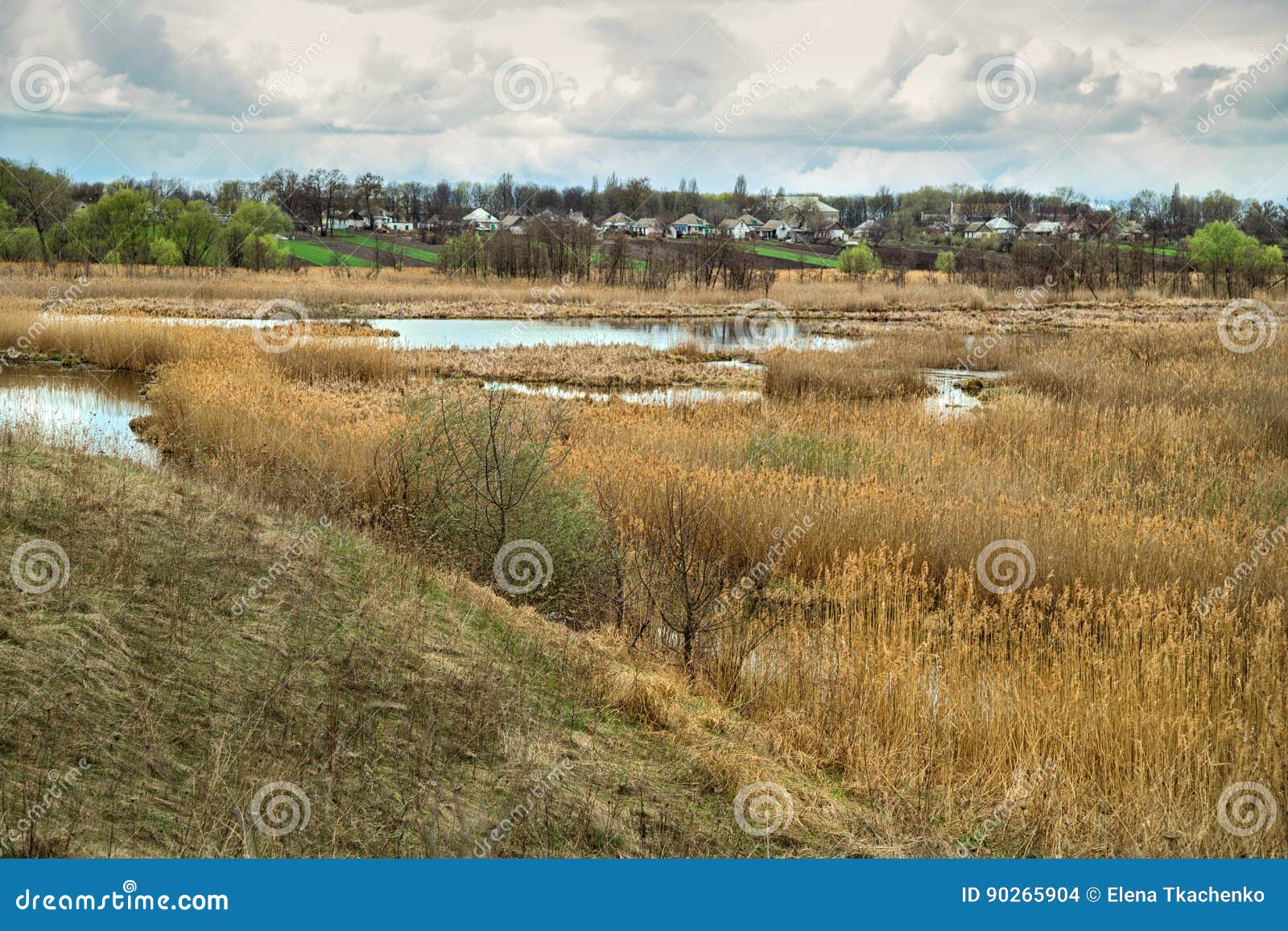 The Landscape of Marshland with Reeds and Village Stock Photo - Image ...