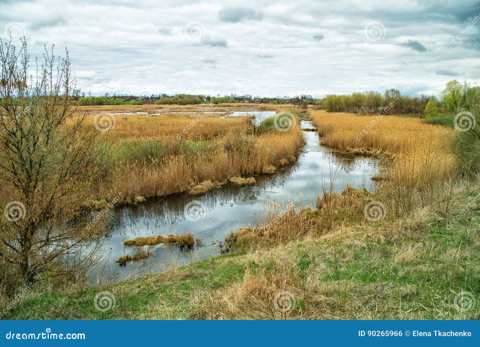 The Landscape of Marshland with Reeds and Village Stock Photo - Image ...