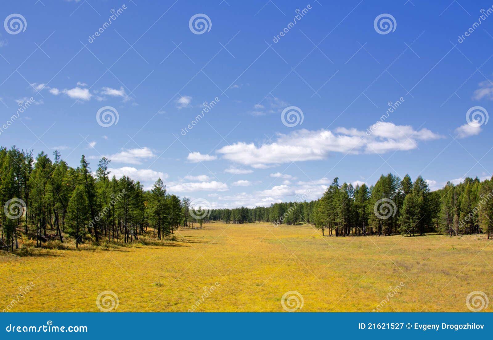 Landscape with Meadow and Forest in the Autumn Stock Image - Image of ...