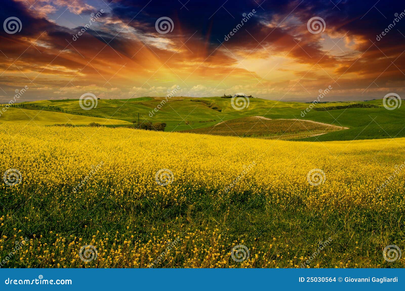 Landscape and Meadows of Tuscany, Spring Season Stock Photo - Image of ...