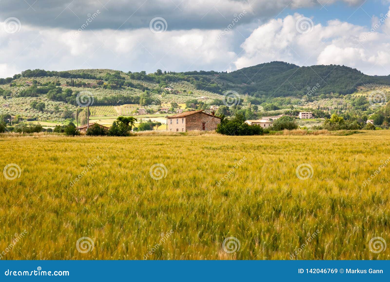 Landscape Mood in Italy Marche Stock Image - Image of oliv, copy: 142046769