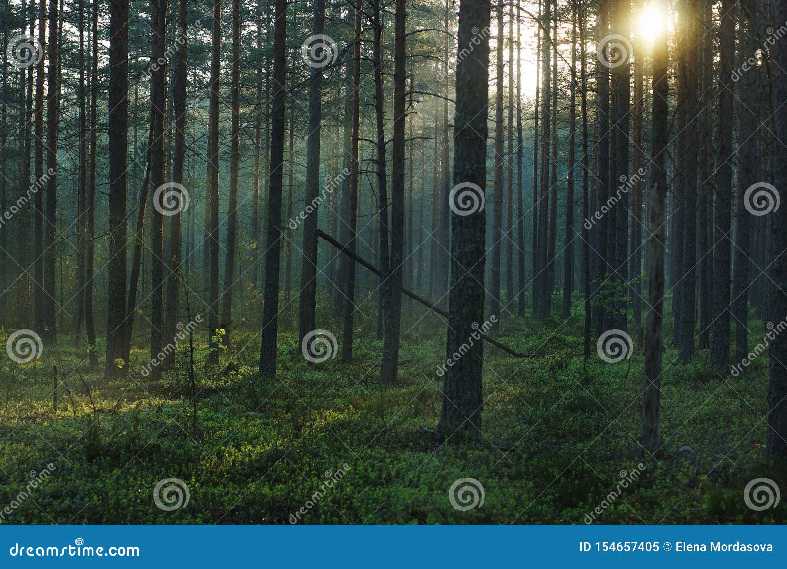 Landscape of the Morning Forest, with Bright Sunshine Passing through ...