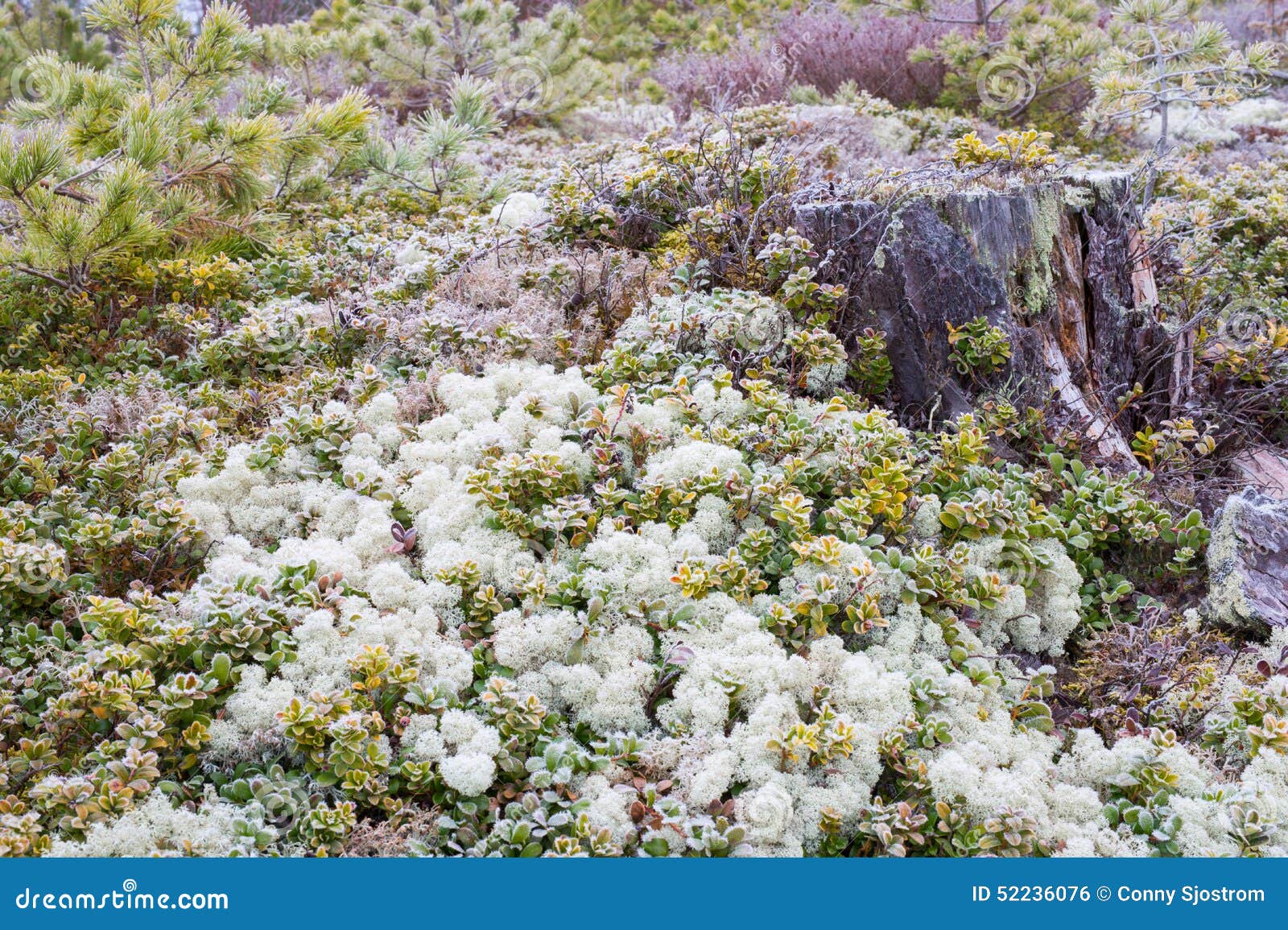 Landscape of moss stock photo. Image of color, abstract - 52236076