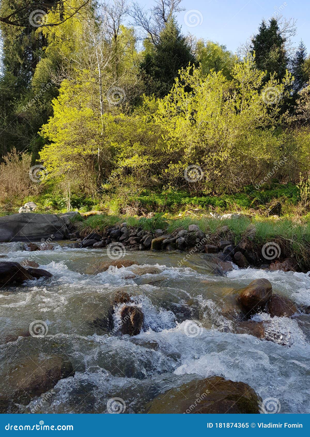 Forest in the Mountains in Spring. Stock Image - Image of view, spring ...