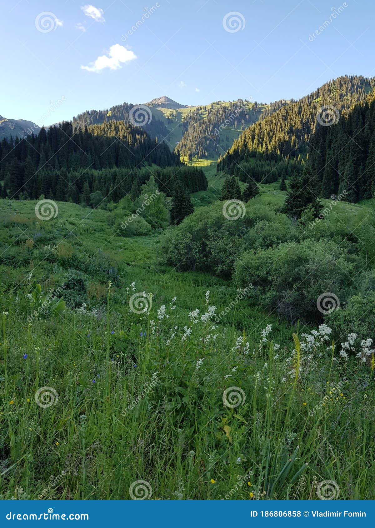 Mountain forest. stock photo. Image of nature, clouds - 186806858