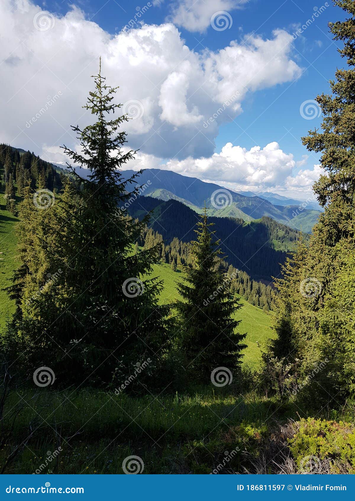 Mountain forest. stock image. Image of walks, background - 186811597