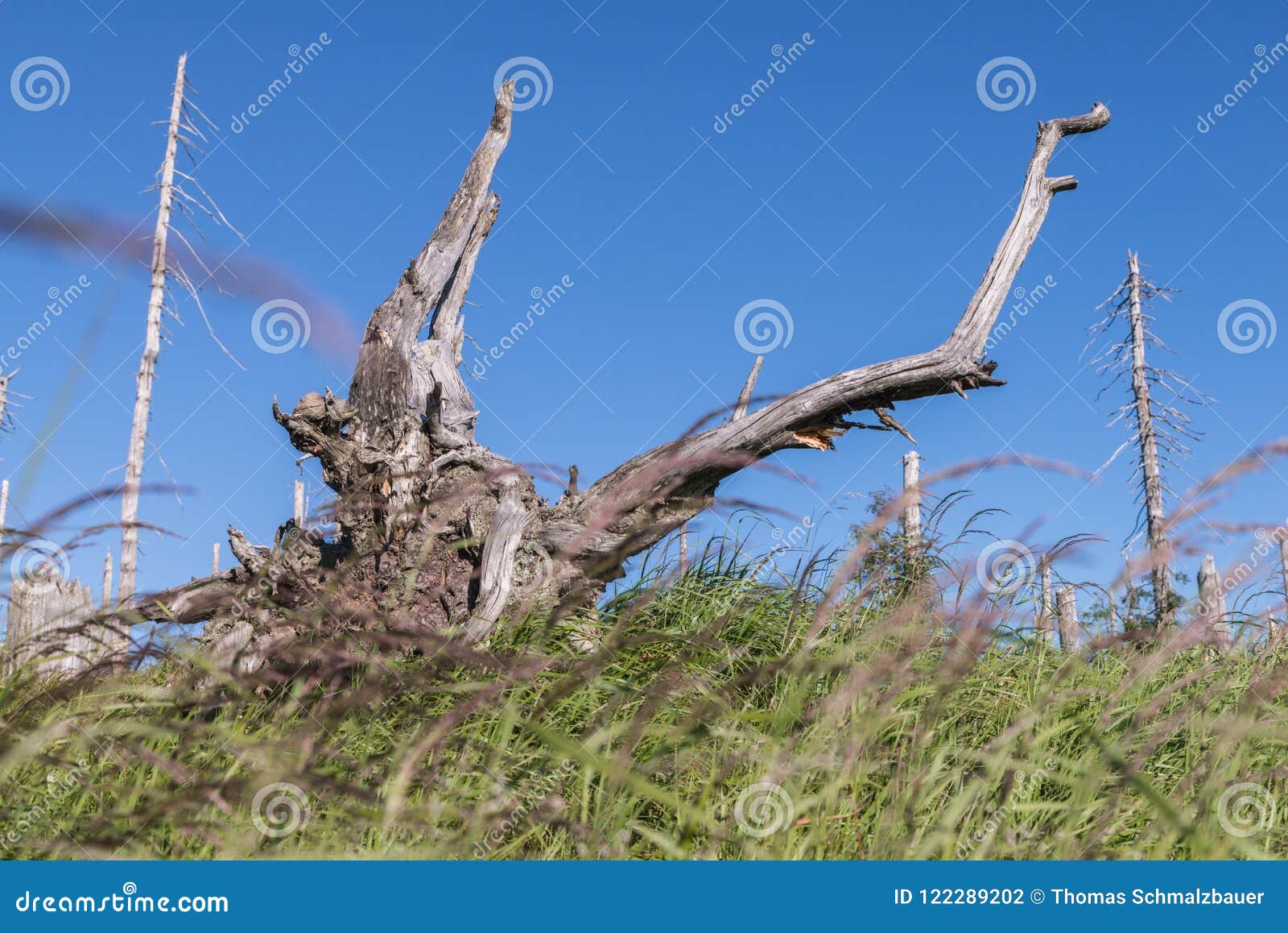 Landscape on the Mountain of Great Rachel in the Bavarian Forest ...
