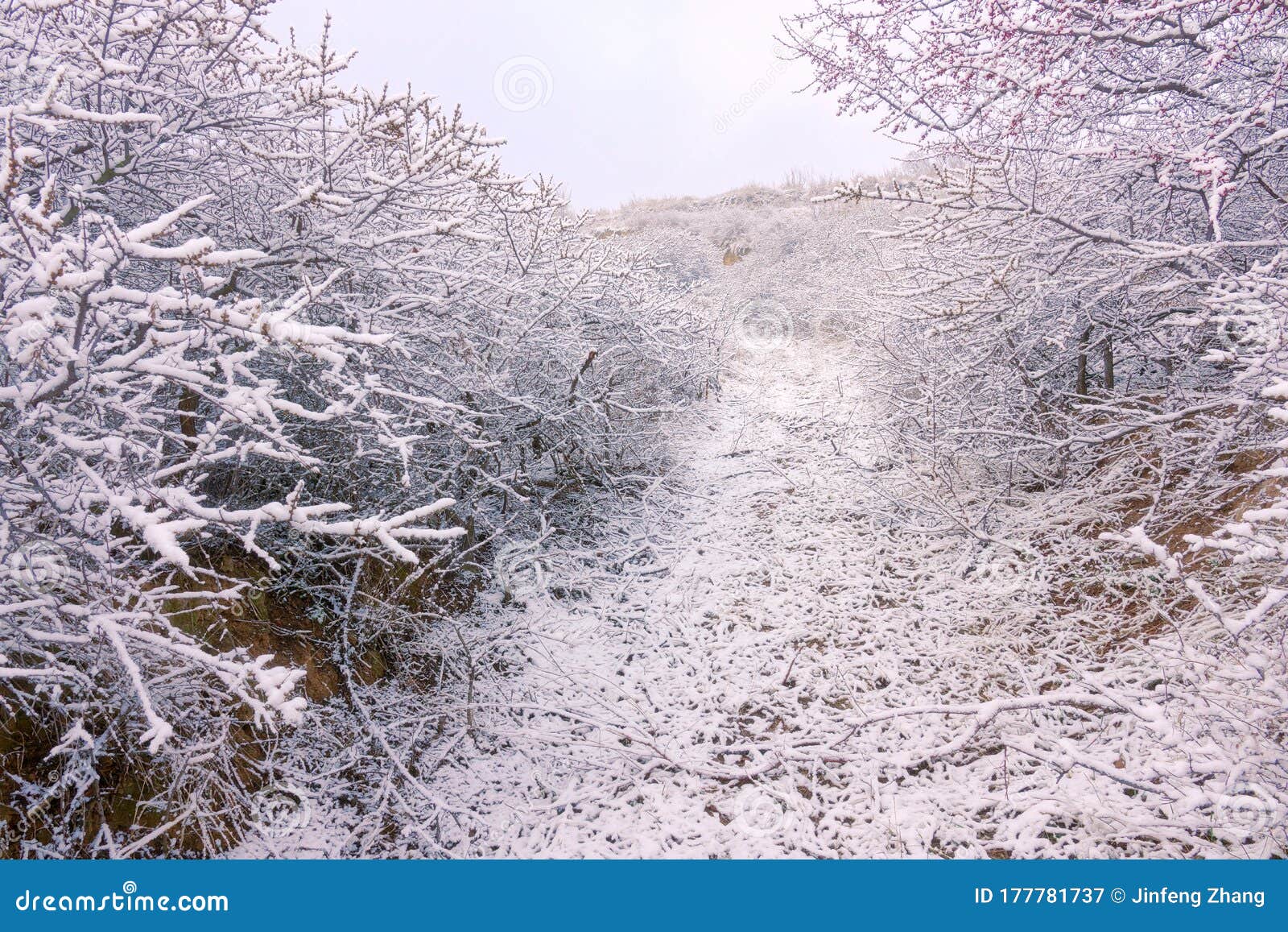 Winter pathway stock image. Image of scenery, tree, woodland - 177781737