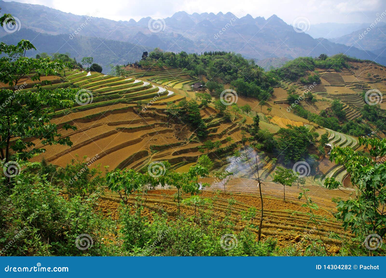 Landscape of mountain rice stock photo. Image of tradition - 14304282