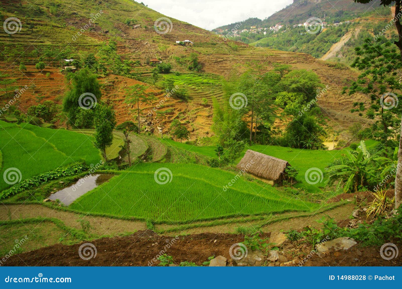 Landscape of mountain rice stock photo. Image of mountain - 14988028