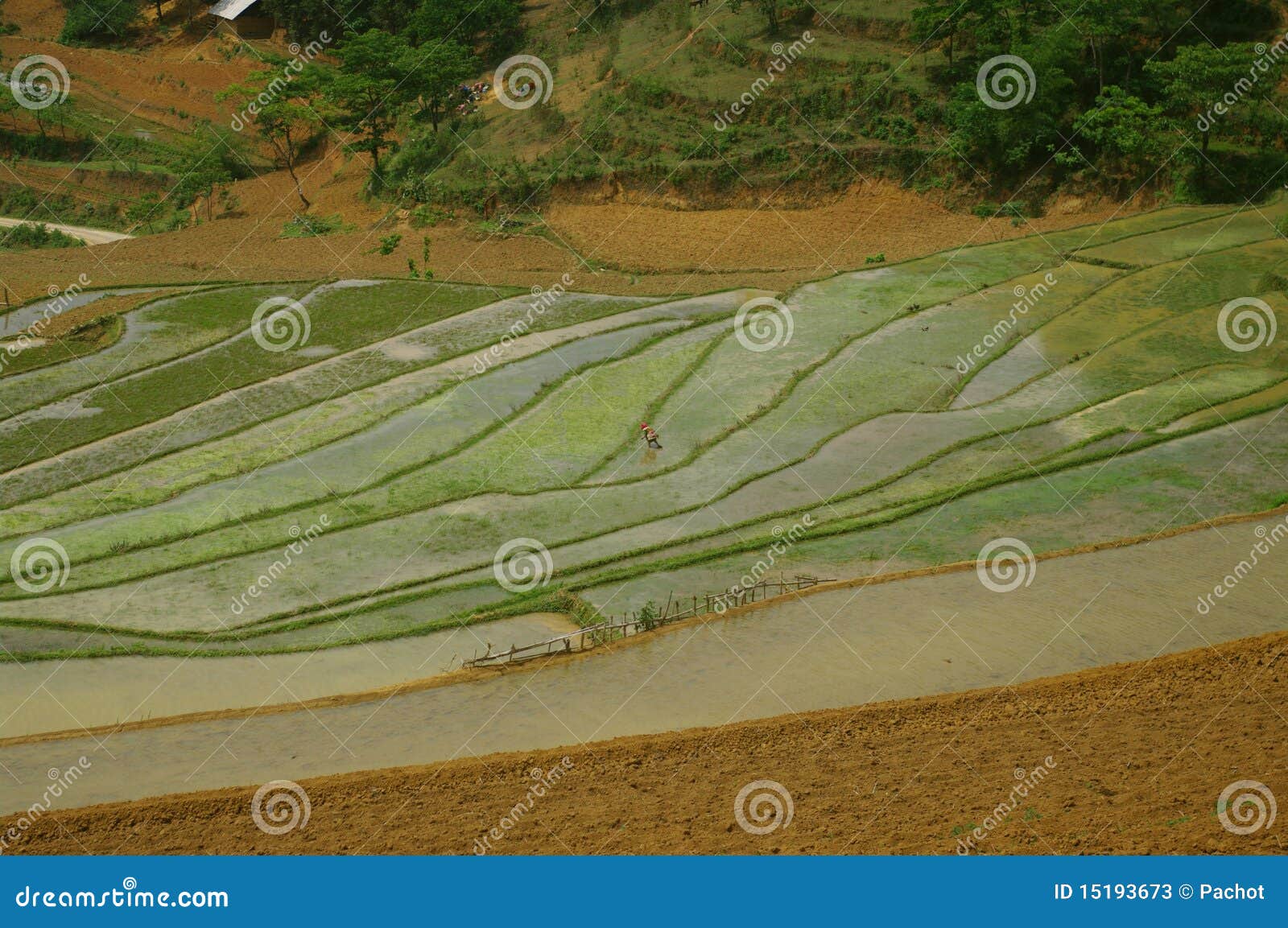Landscape of mountain rice stock image. Image of mountain - 15193673