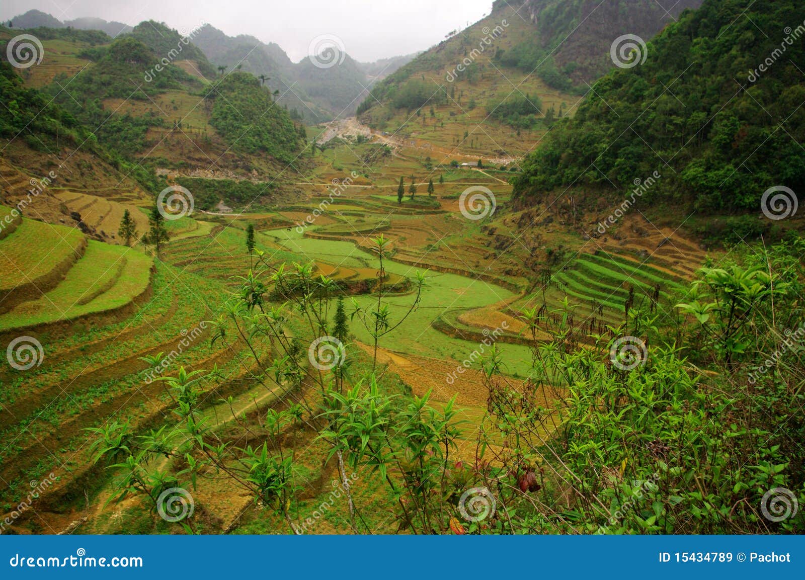 Landscape of mountain rice stock image. Image of nature - 15434789