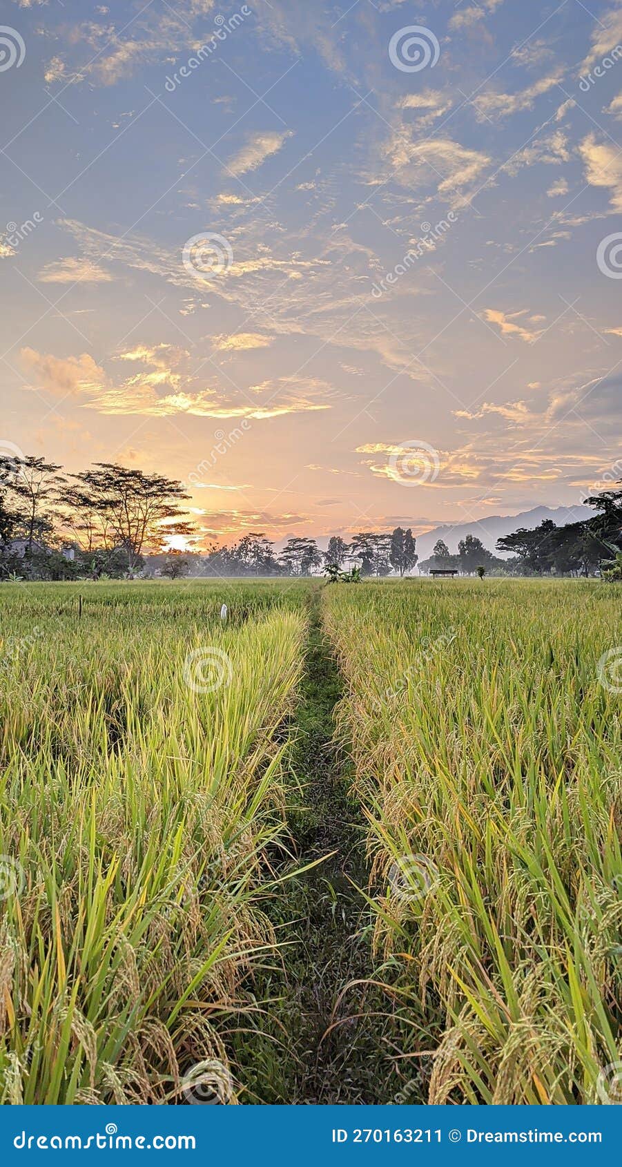 Landscape of Mountain Rice Fields and Sky in the Evening Stock Image ...