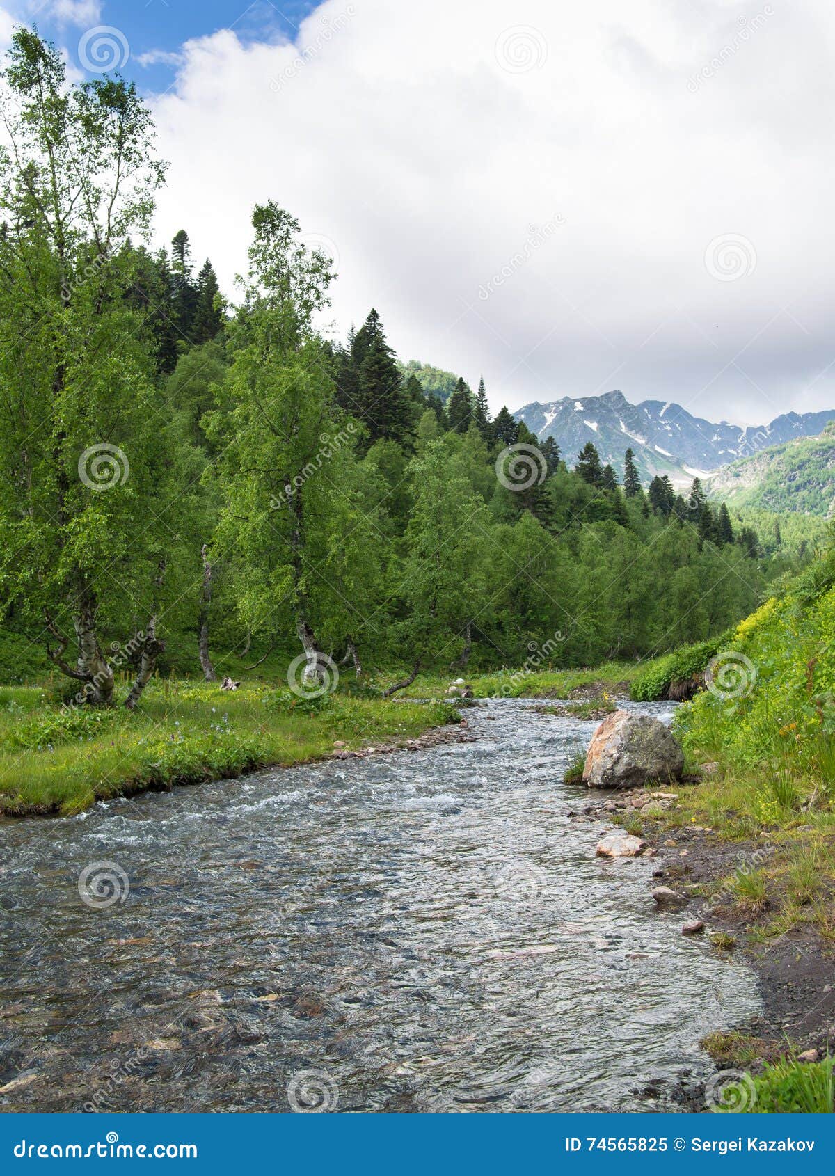 Landscape Mountain River with Meadow and Birch Trees Stock Image ...
