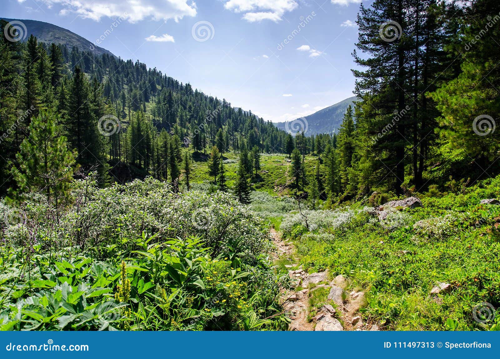 Landscape with Mountains, Forest and Bushes in Front. Beautiful Scenery ...