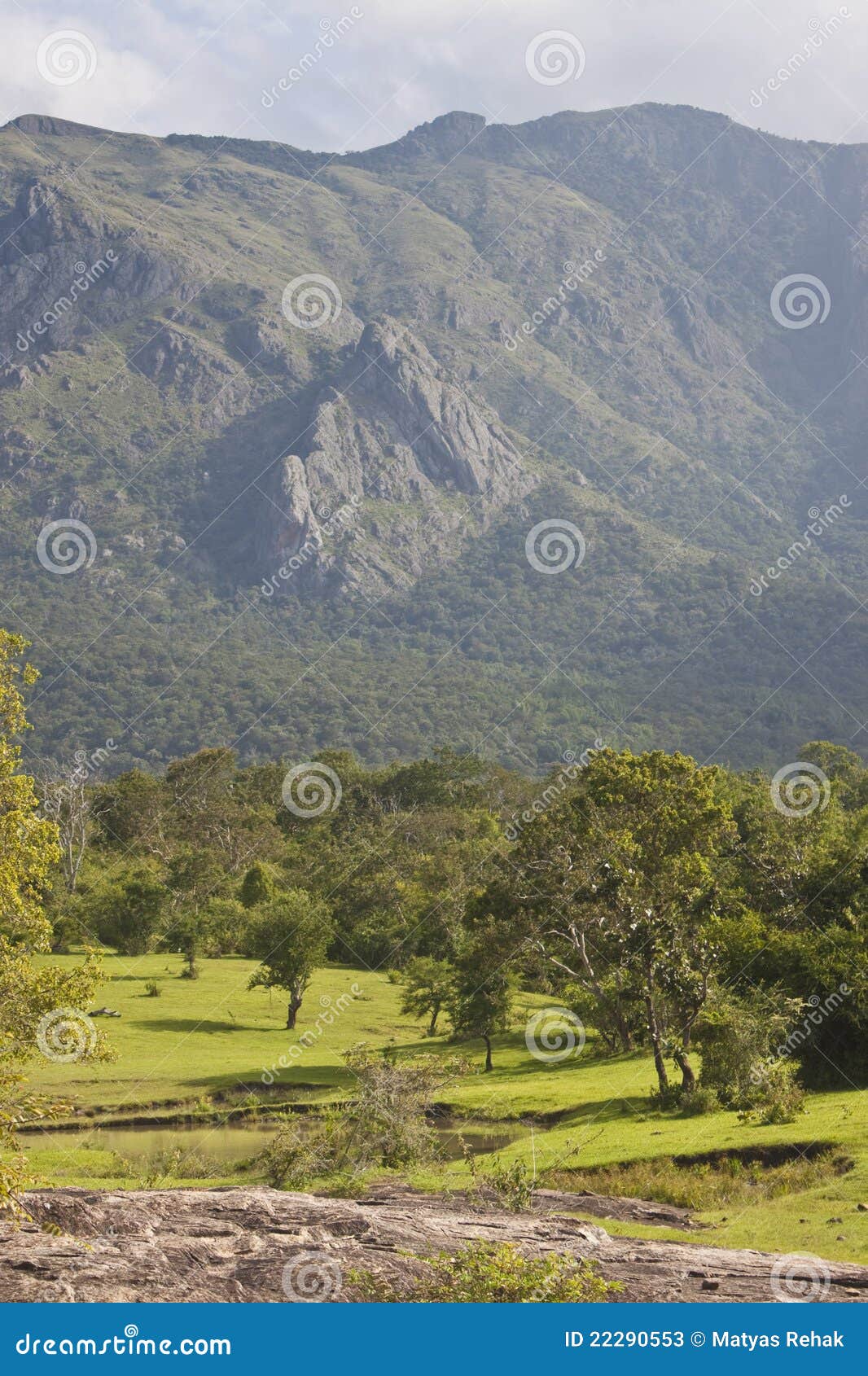 Landscape in Mudumalai National Park Stock Image - Image of nature ...