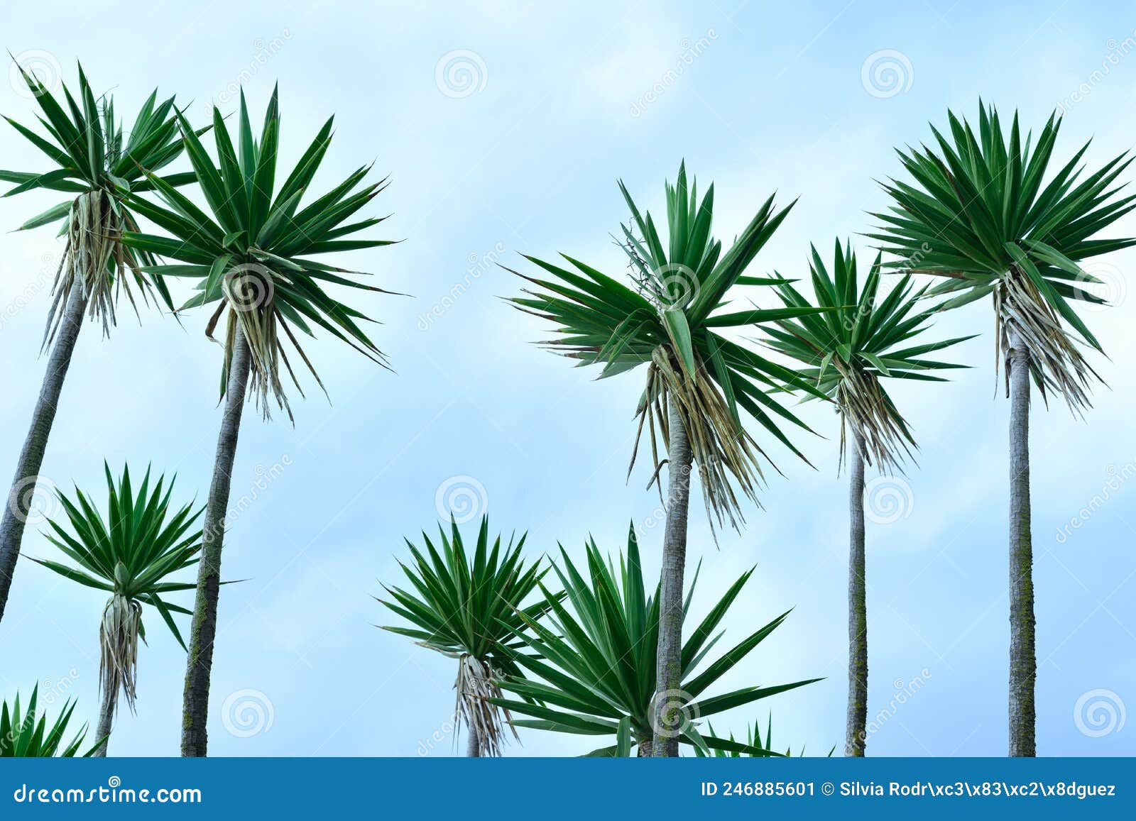 Landscape of Multiple Small Palm Trees in Sky Stock Image - Image of ...