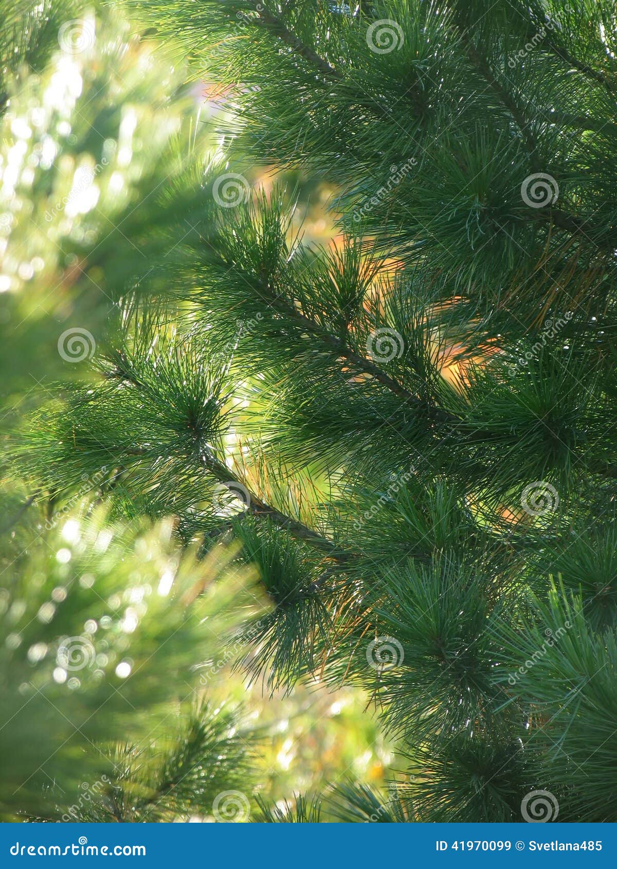Landscape Nature. Cedar Forest. Branch of the Cedar. Stock Image ...