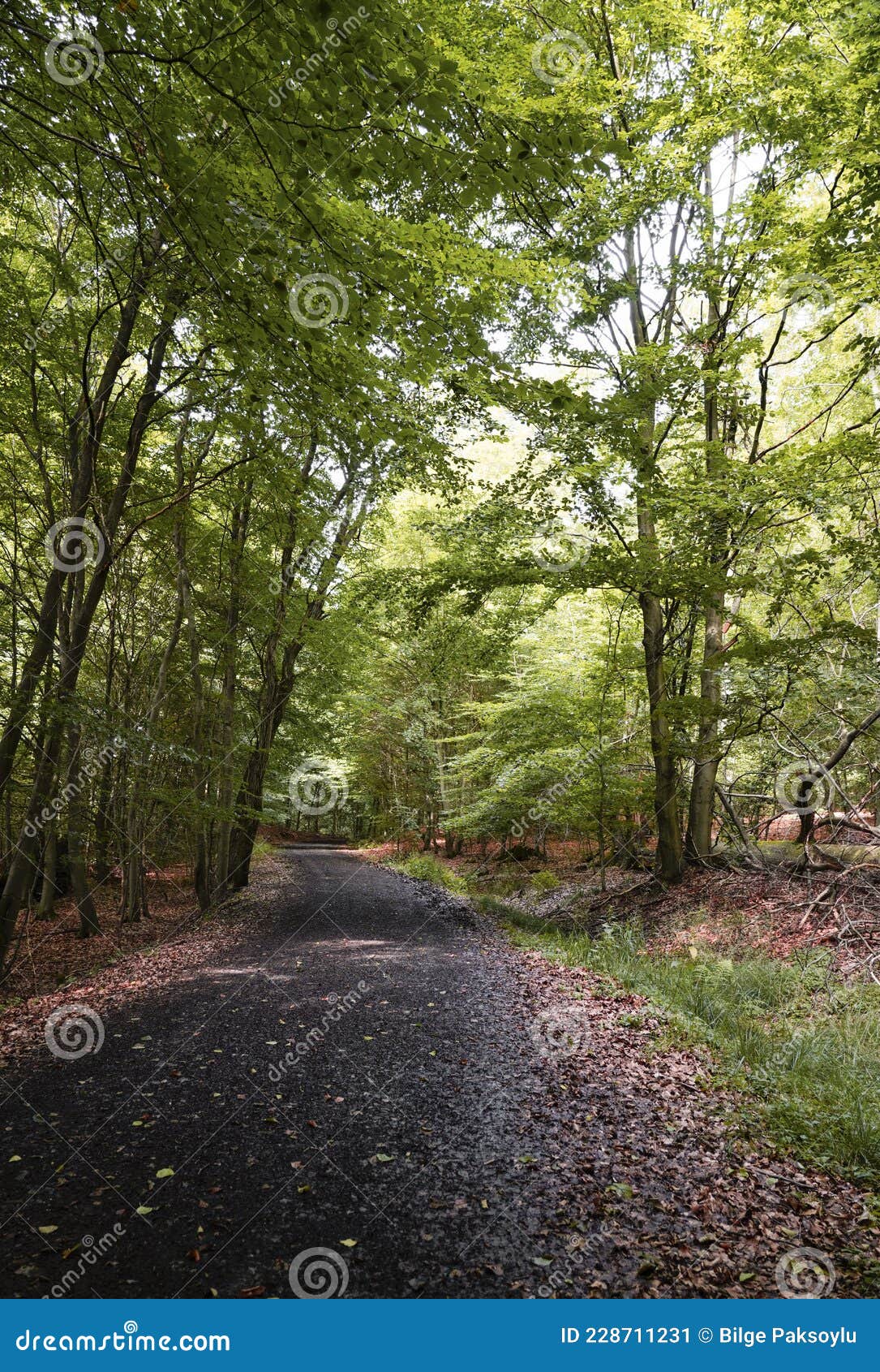 Landscape Nature in Forest with Walk Paths and Trees Stock Image ...