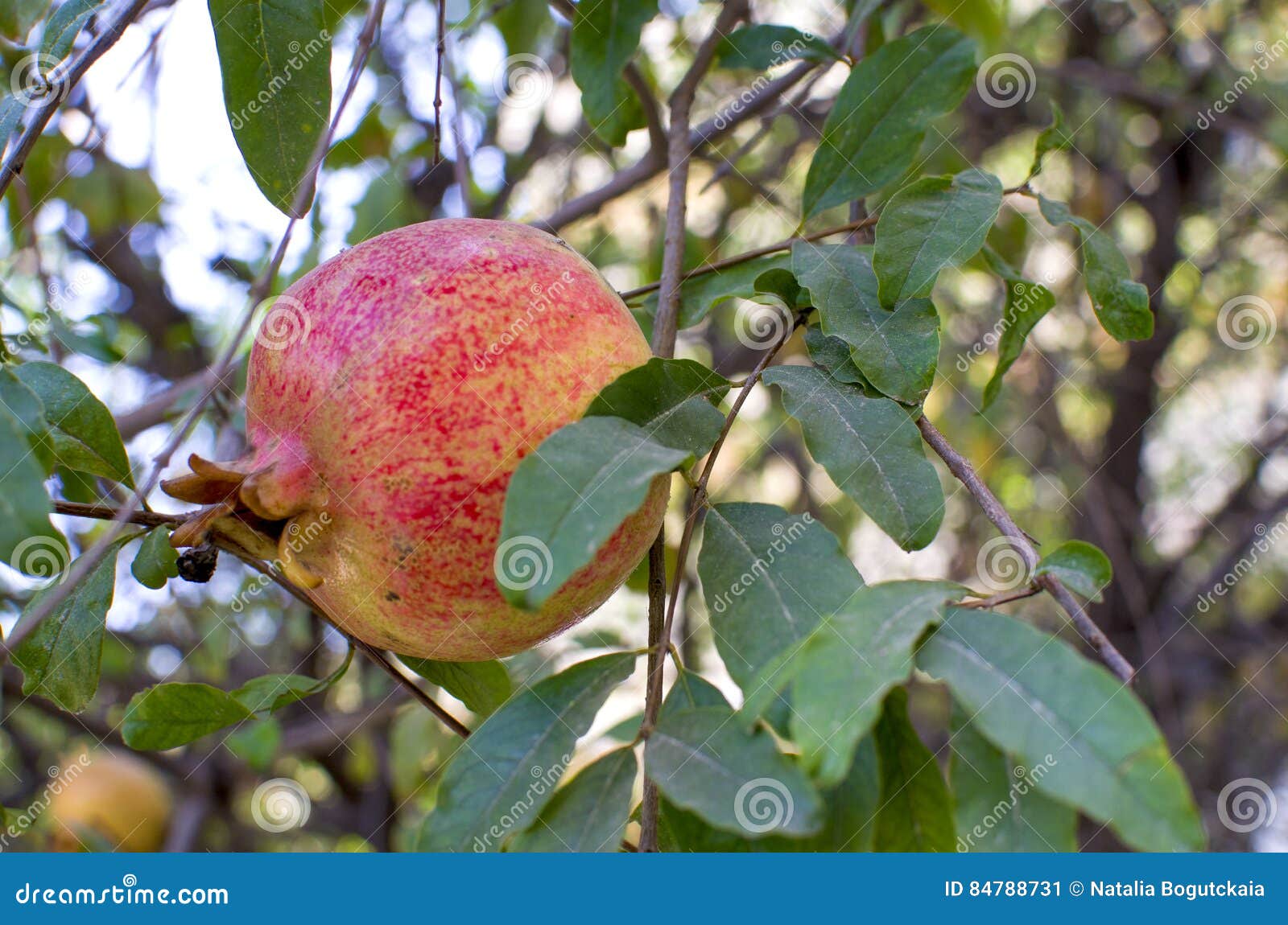Landscape of Nature of a Fruit Tree of Grenades Stock Image - Image of ...