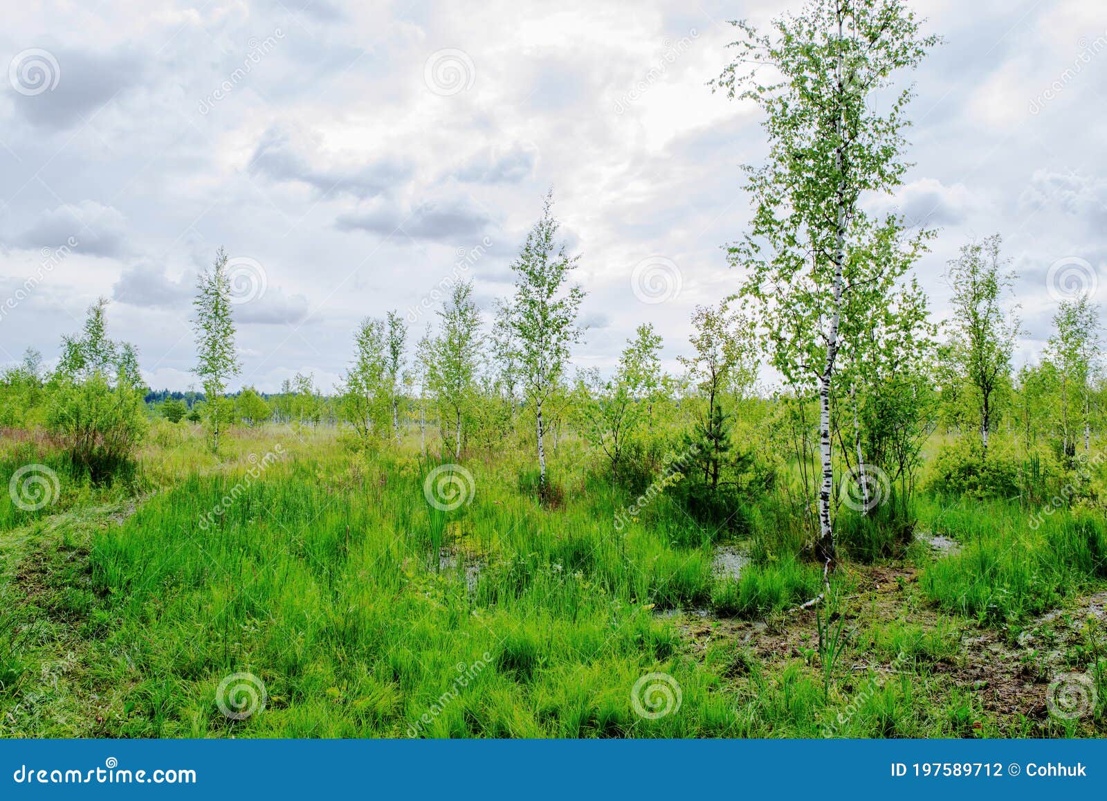 Beautiful Field Landscape, Grass and Dramatic Clouds. Stock Photo ...