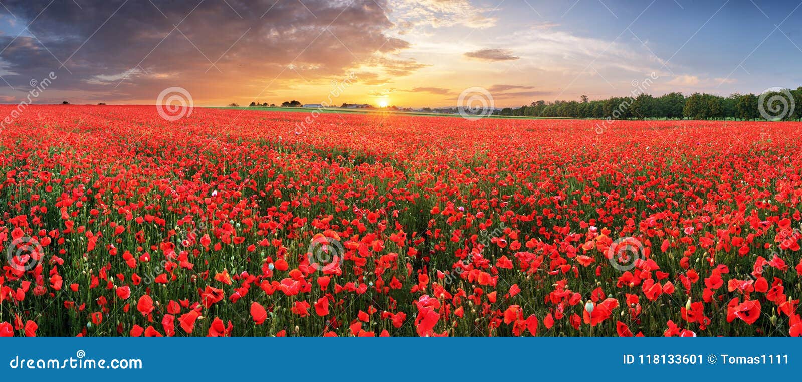 Landscape with Nice Sunset Over Poppy Field - Panorama Stock Image ...