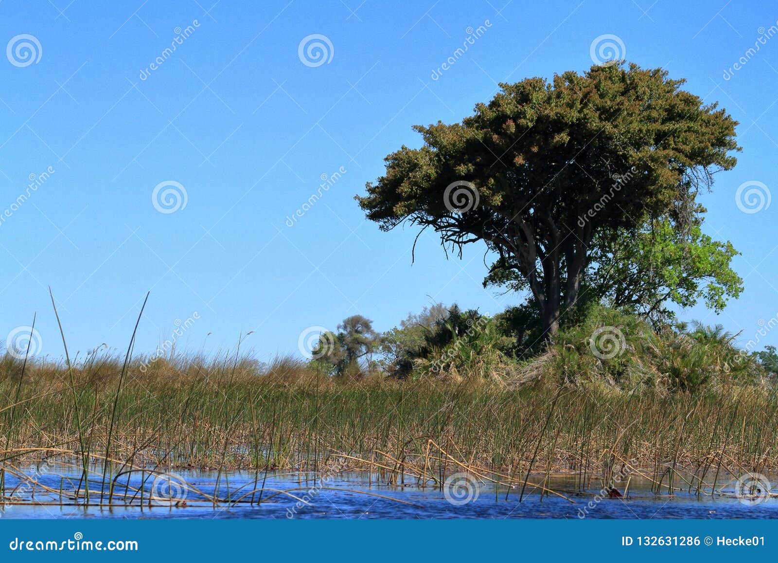 Landscape in the Okavango Delta in Botswana Stock Photo - Image of ...