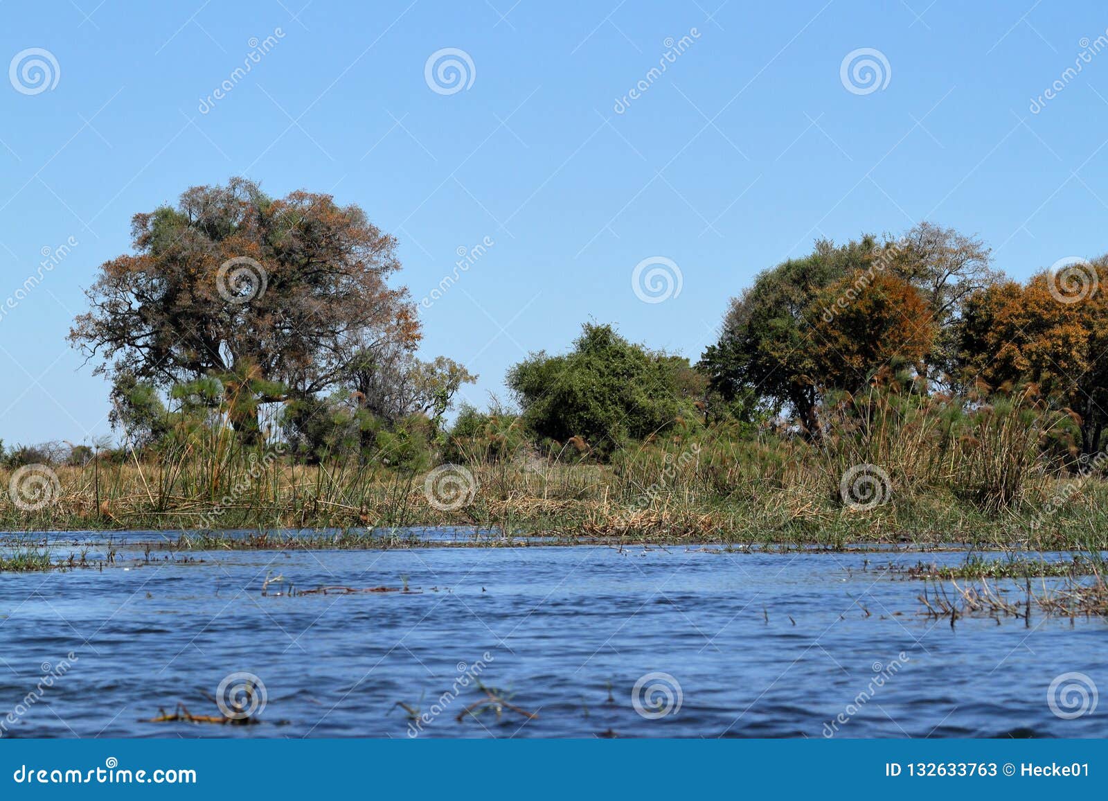 Landscape in the Okavango Delta in Botswana Stock Image - Image of ...