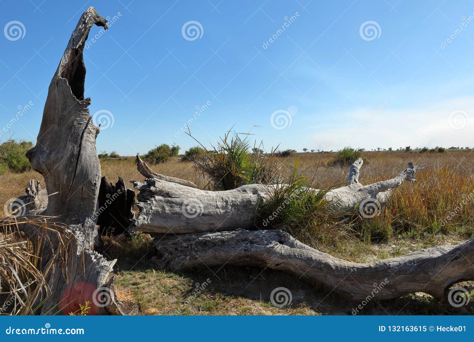 Landscape of the Okavango Delta in Namibia Stock Image - Image of ...