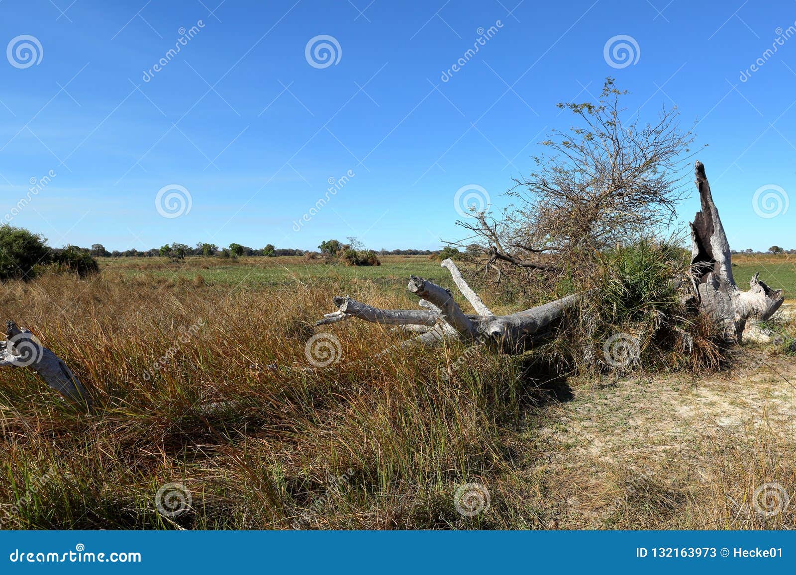 Landscape of the Okavango Delta in Namibia Stock Image - Image of ...