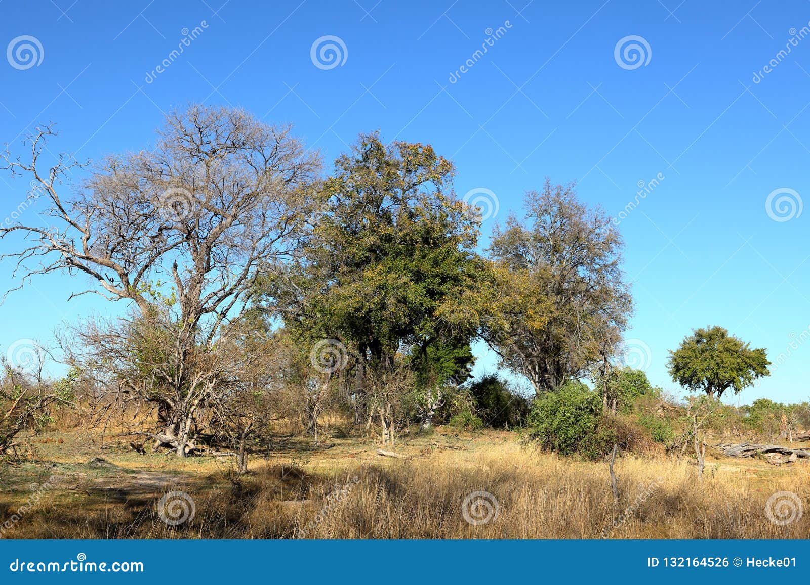 Landscape of the Okavango Delta in Namibia Stock Photo - Image of ...
