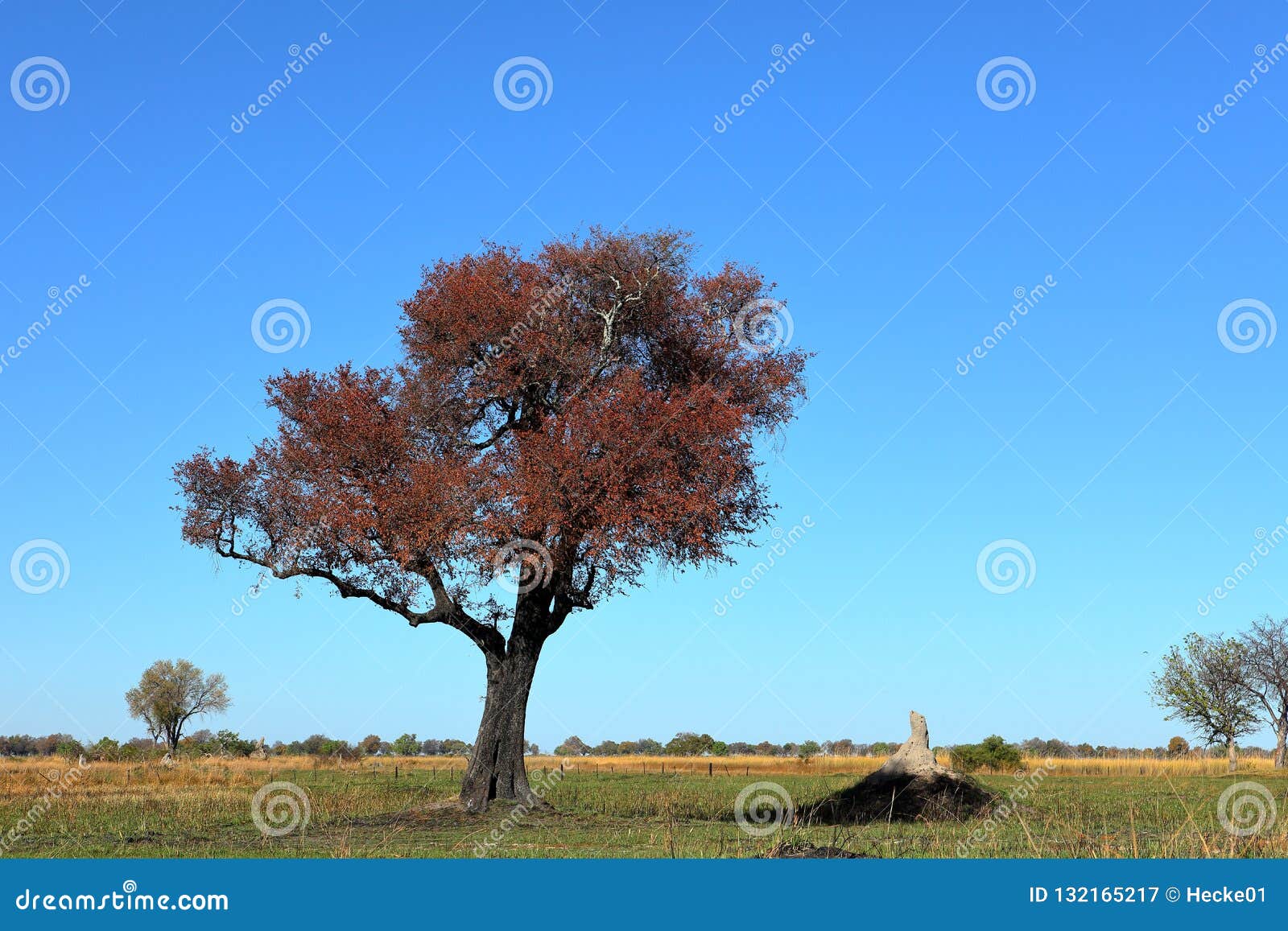 Landscape of the Okavango Delta in Namibia Stock Image - Image of ...
