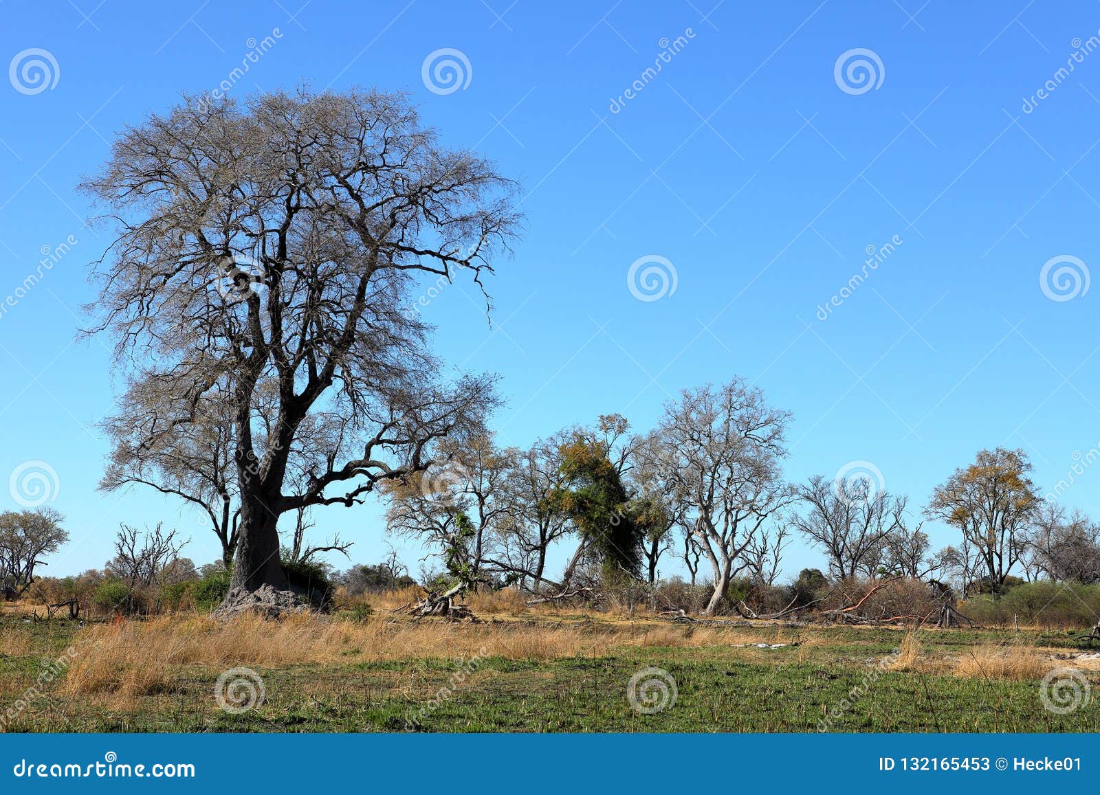 Landscape of the Okavango Delta in Namibia Stock Image - Image of ...