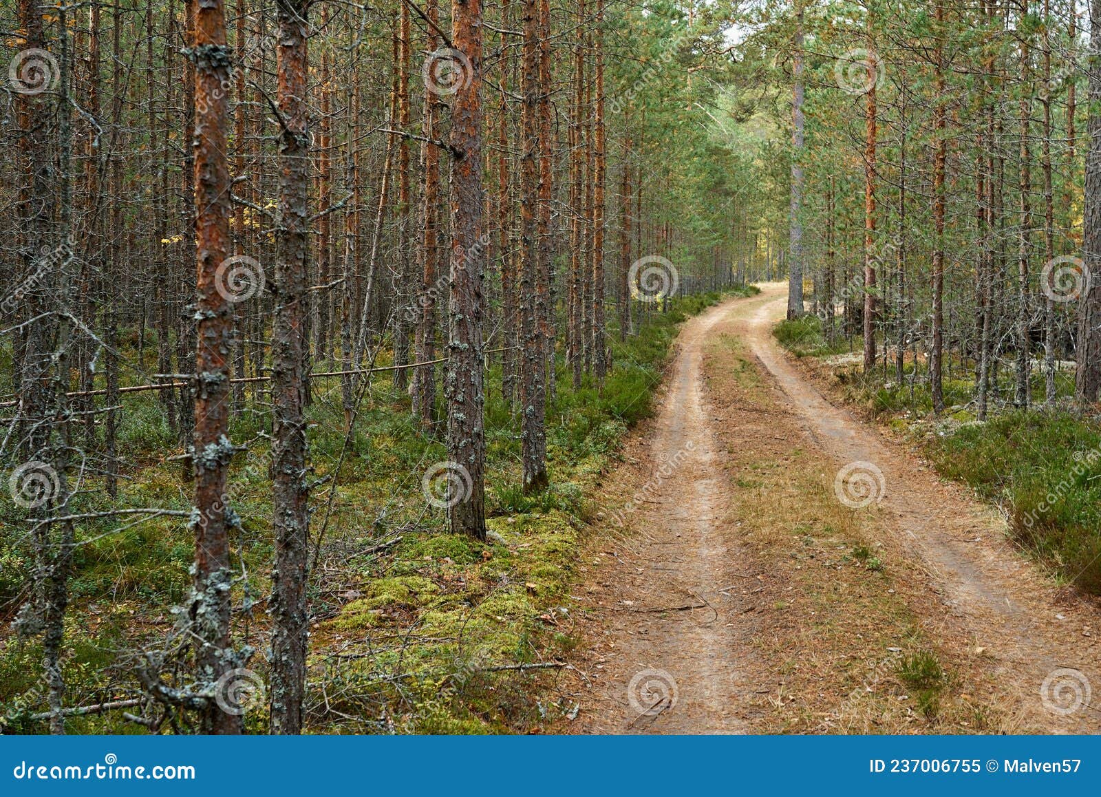Landscape of an Old Forest with a Dirt Road Stock Image - Image of park ...