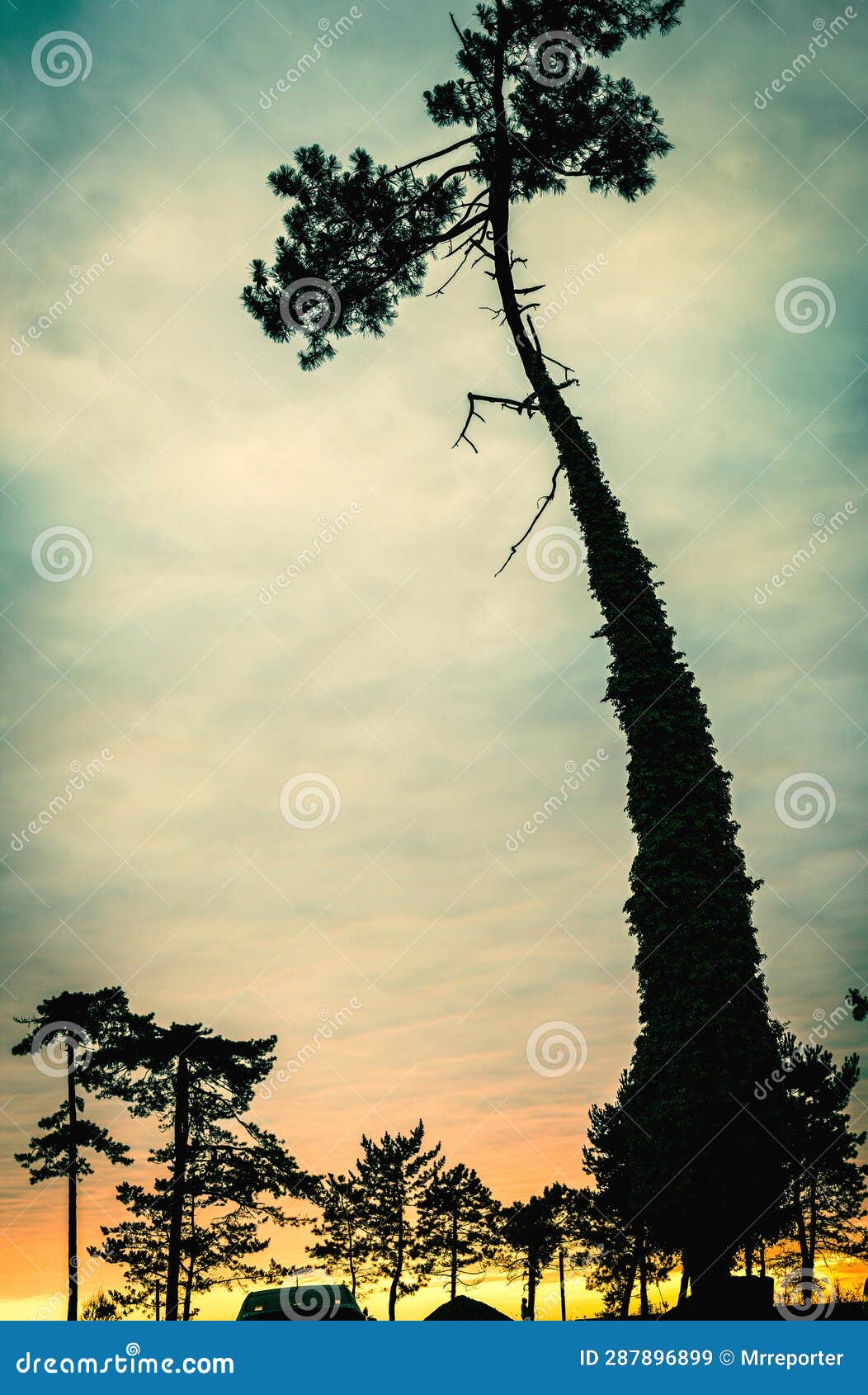Landscape with an Old Pine Tree Overgrown with Liane Stock Image ...