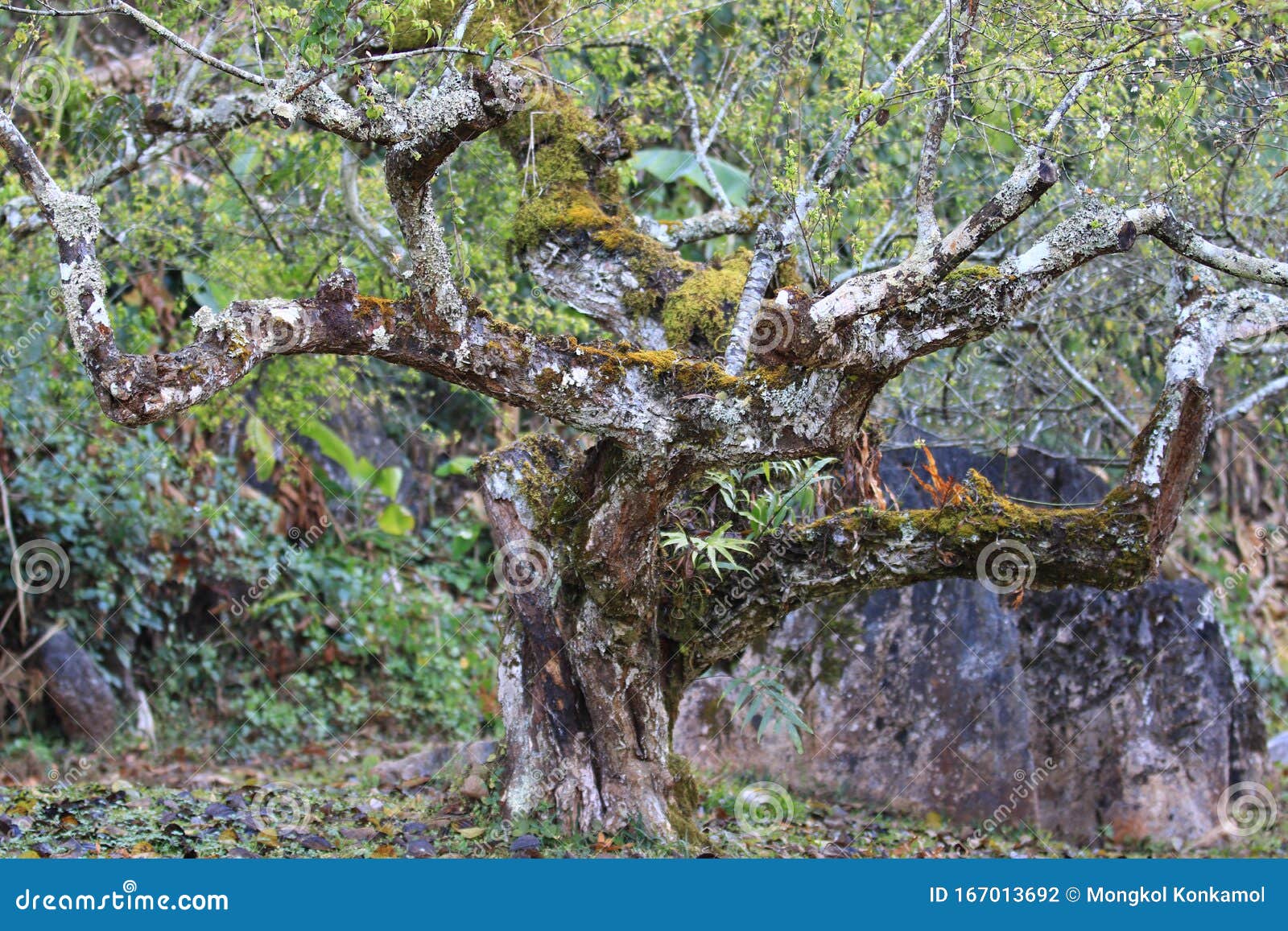 Landscape with Old Plum Tree in Winter,yellow Moss on Old Plum Tree ...