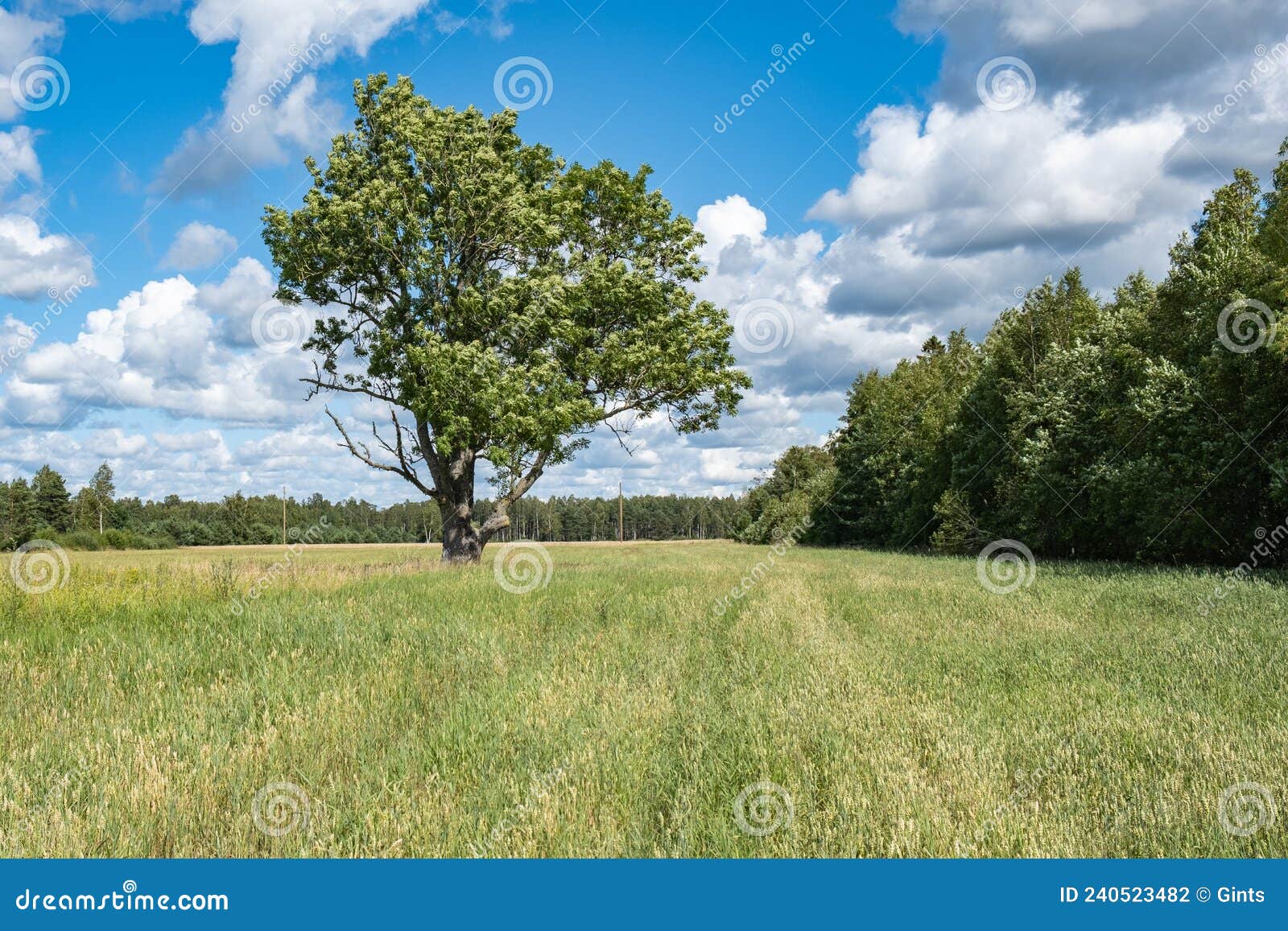 Landscape with an Old Tree in the Field Stock Photo - Image of blue ...