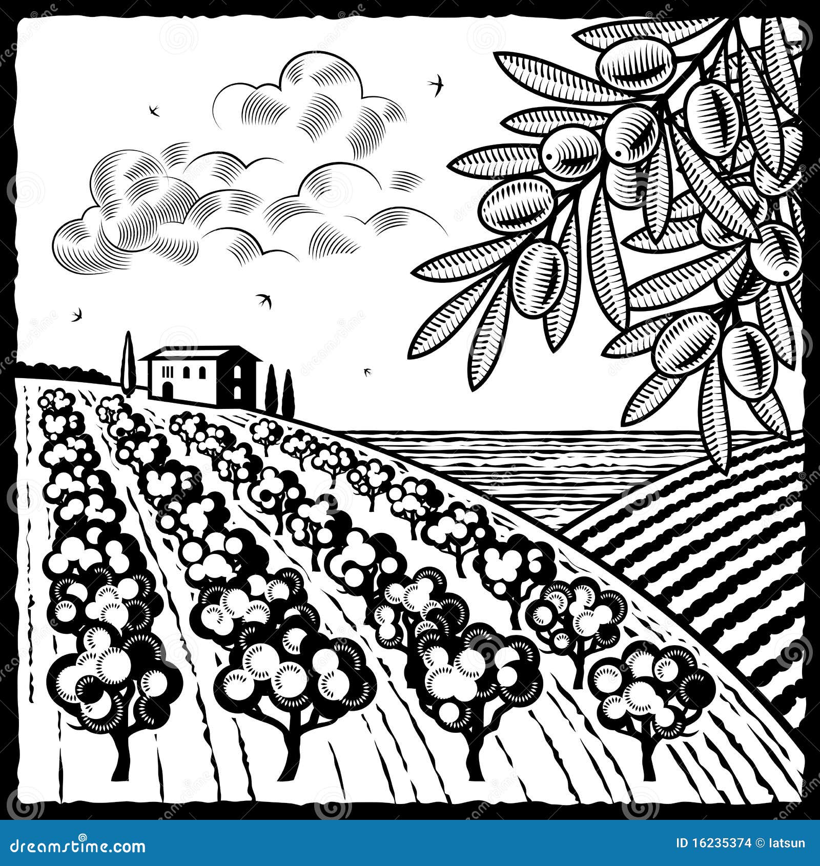 Landscape Olive Grove Black White Stock Illustrations – 26 Landscape ...