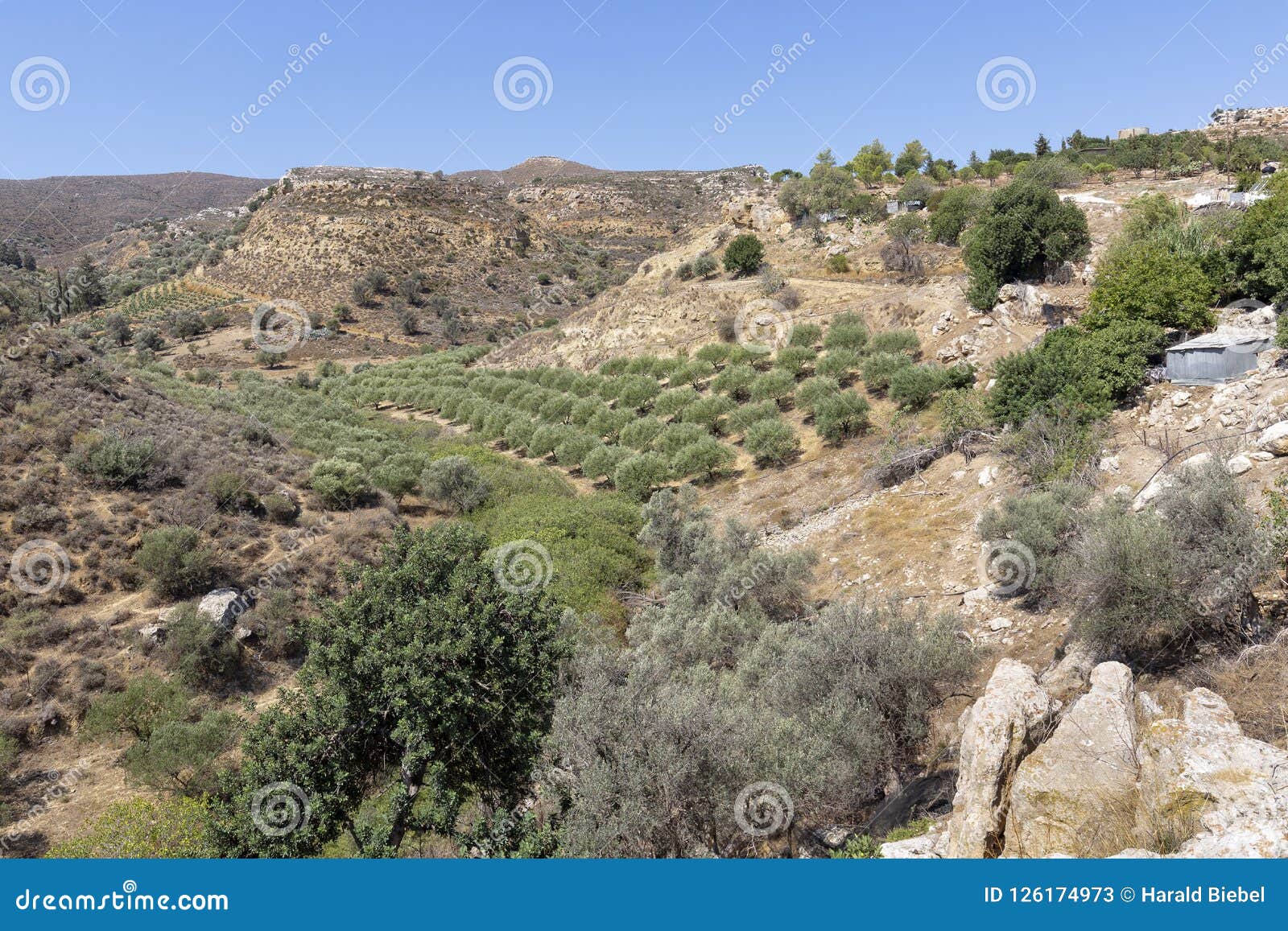 Landscape with Olive Trees on the Island of Crete, Greece Stock Image ...