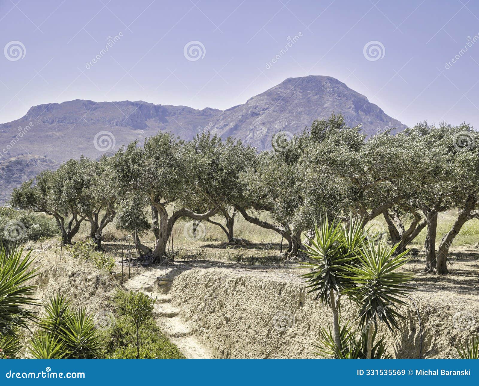Landscape with Olive Trees Plantation in Front of Mountain Range Stock ...