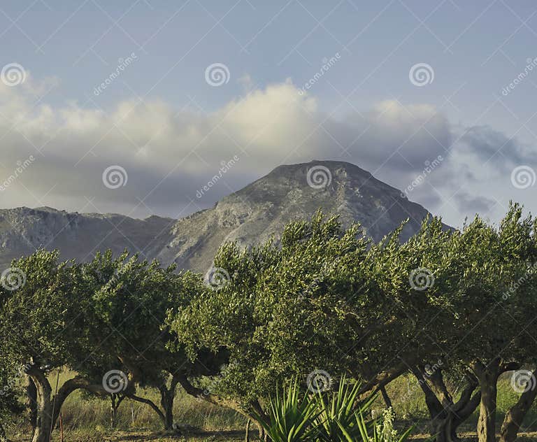 Landscape with Olive Trees Plantation in Front of Mountain Range Stock ...