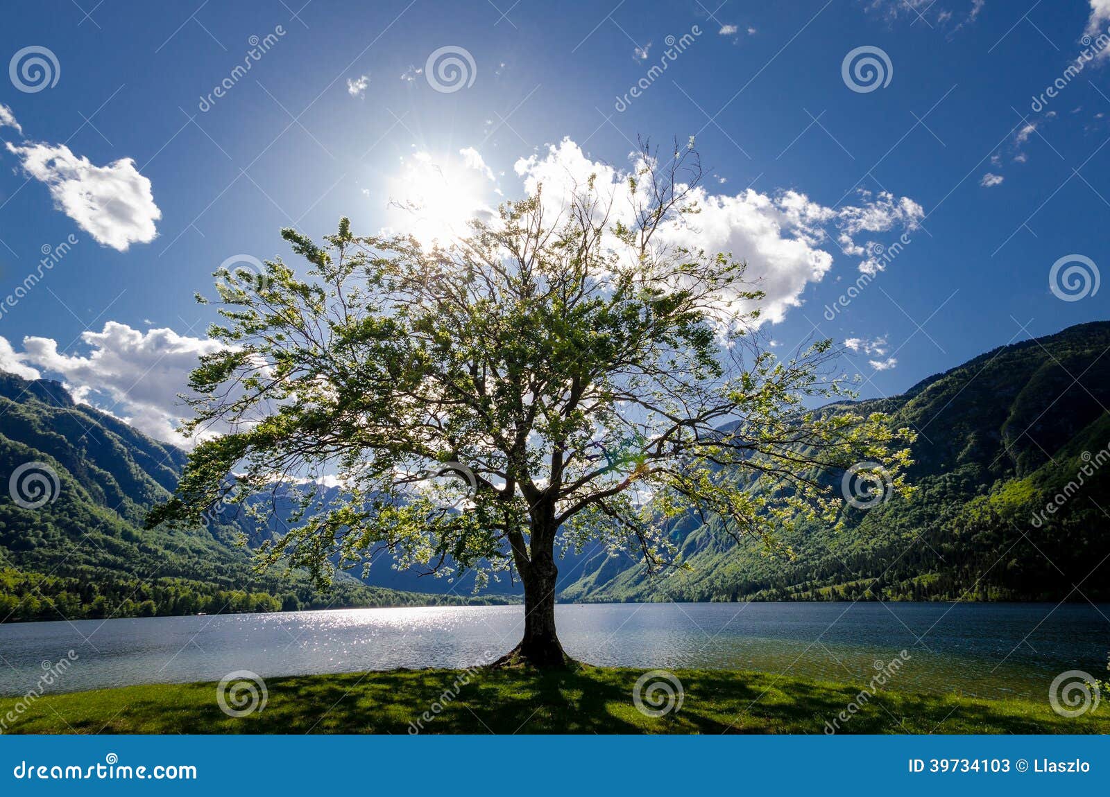 Landscape stock image. Image of autumn, plant, green - 39734103