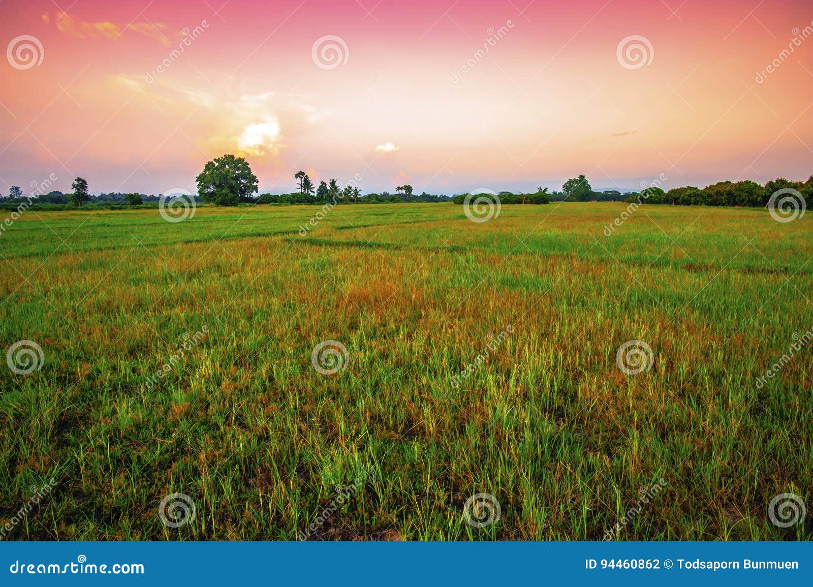 Landscape of Open Field in Evening Time Stock Photo - Image of ...