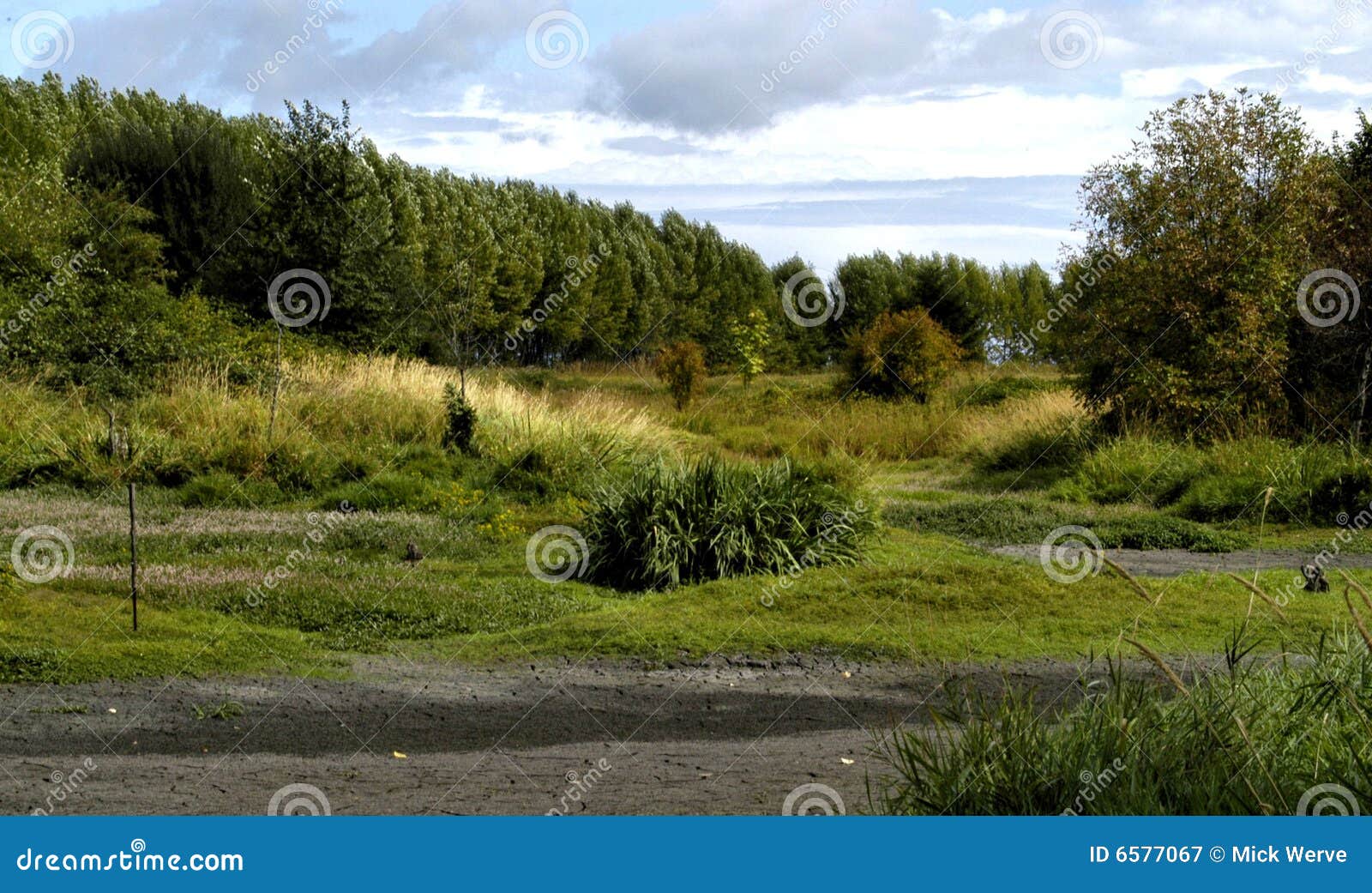 Landscape of Oregon Wetlands Stock Image - Image of rural, hillside ...
