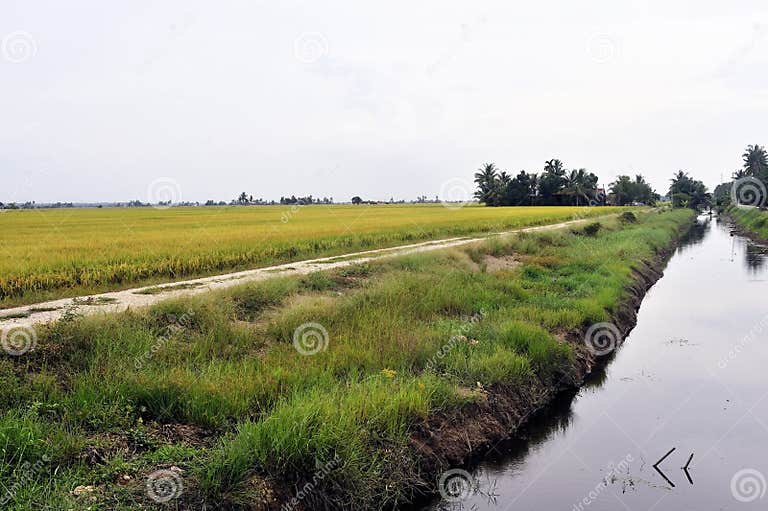 Landscape of Paddy Field stock image. Image of seed, plot - 7568117