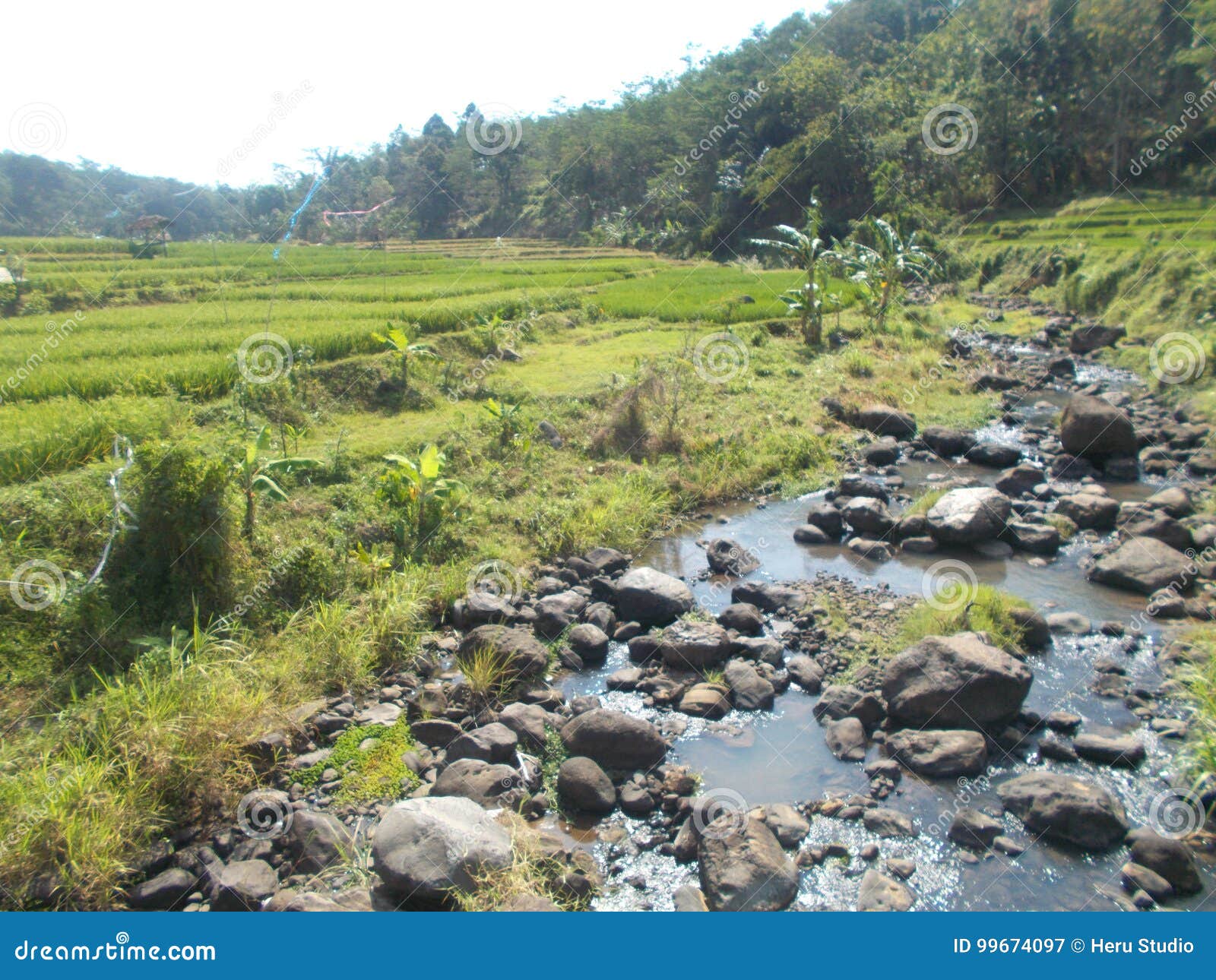 Landscape on Paddy Field and River Stock Image - Image of meadow, paddy ...